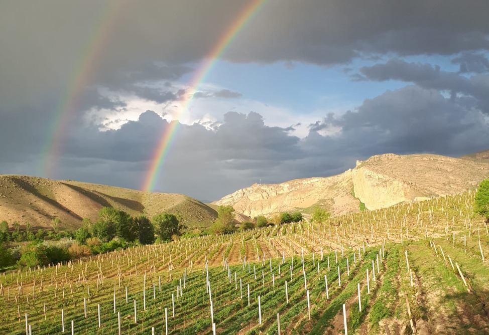 Виноградник Momik WineCube в Армении попал в топ-10 самых красивых ...